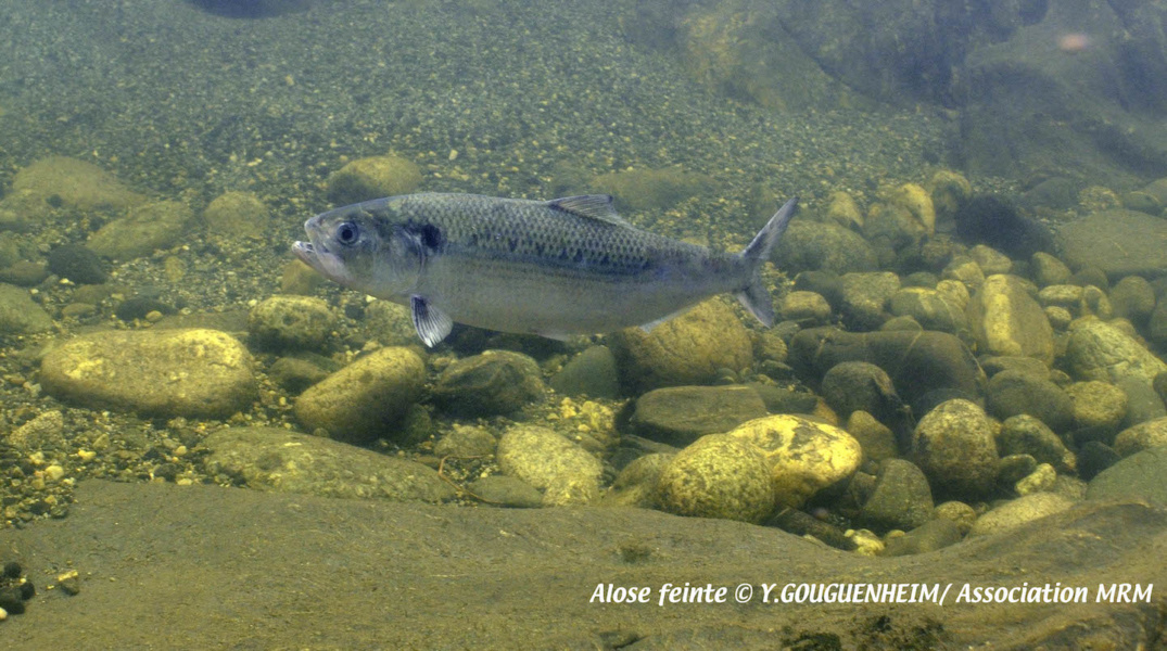 Les poissons grands migrateurs, entre eau douce et eau salée - Cap sur ...