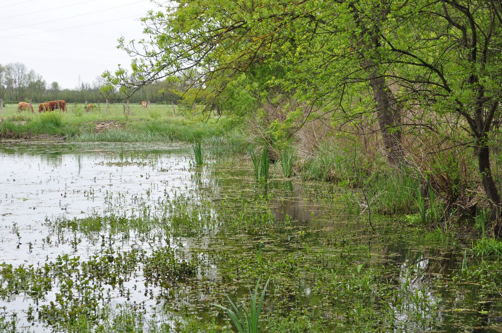 Milieu humide Marais de Boistray © Conservatoire des Espaces Naturels ...