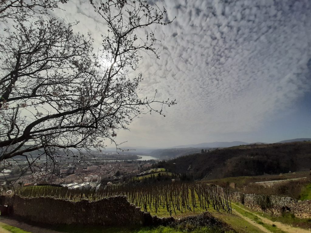 Les vignes à Condrieu - Cap sur le Rhone